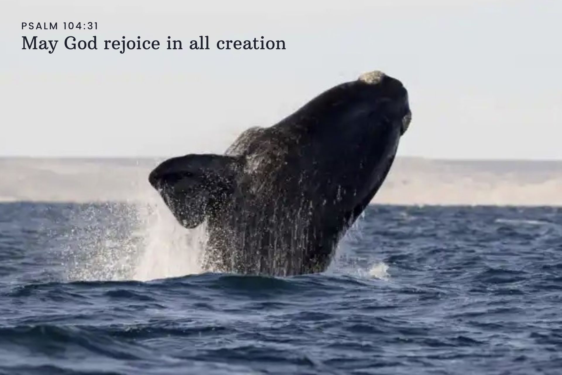 Alison and the whale – Reflections from the belly